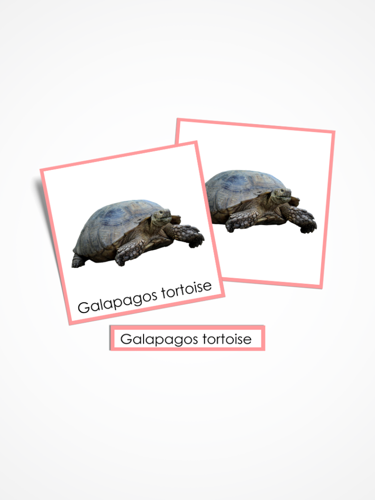 KARTY TRÓJDZIELNE MONTESSORI: ANIMALS OF THE WORLD – SOUTH AMERICA ...