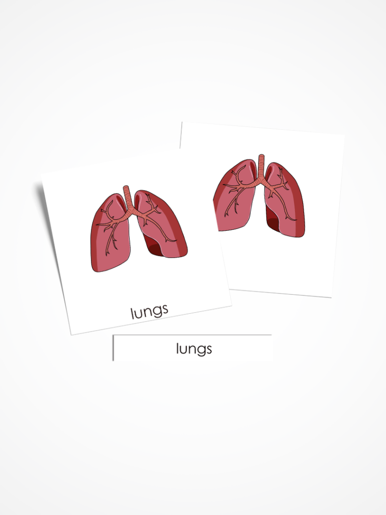 KARTY TRÓJDZIELNE MONTESSORI: INTERNAL ORGANS – Edukacja Montessori